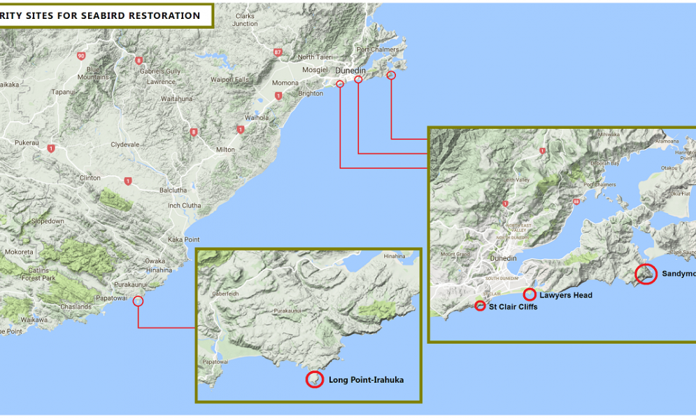 Bring Back the Seabirds, Otago | Forest and Bird Bring Back the Seabirds, Otago | Forest and Bird
